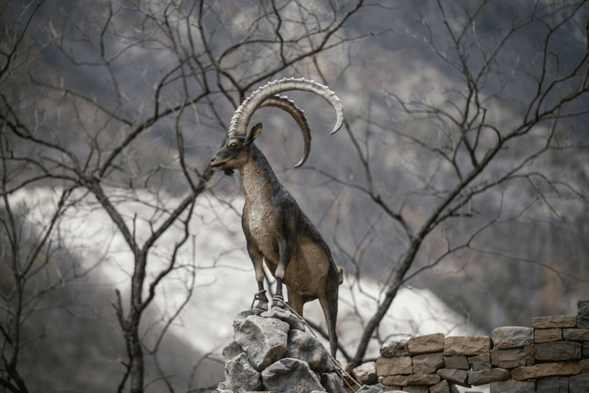 Echoes of the Pyrenean Ibex: A Legacy of Loss and Hope – SPECIOLOGIE