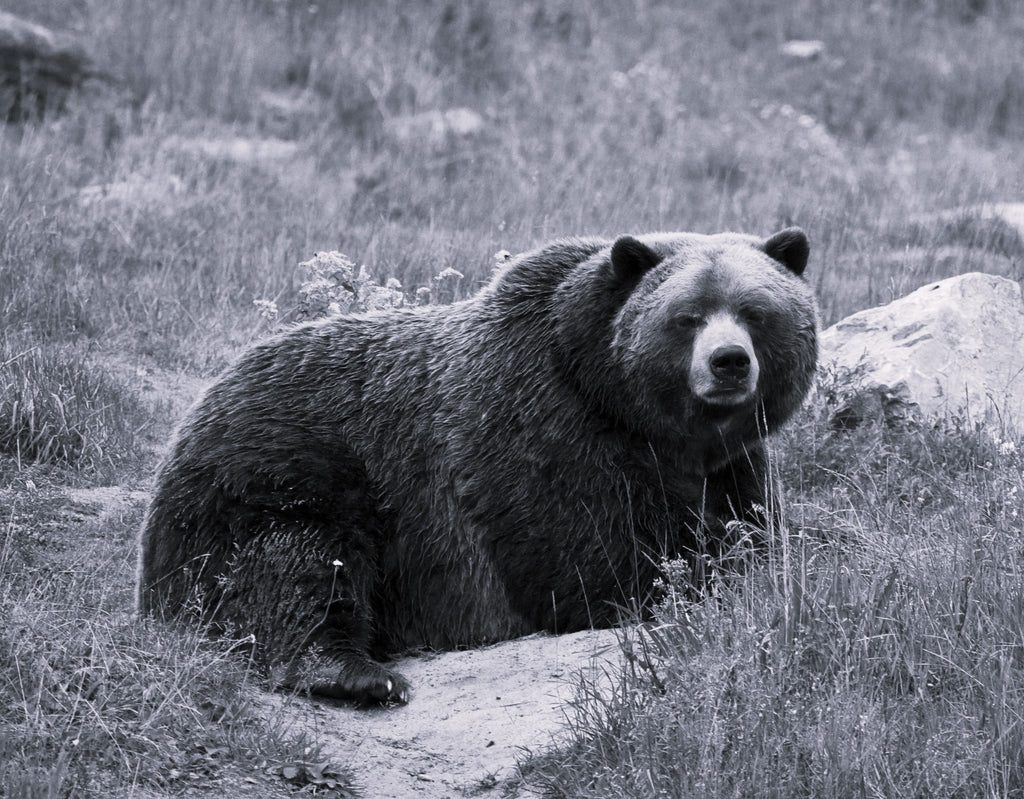 The Silver Grizzly Bear of Mexico: A Tragic Tale of Extinction ...